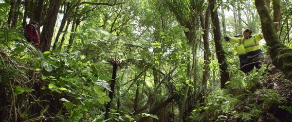 Cinematography Analysis Of Hunt for the Wilderpeople - Color Culture